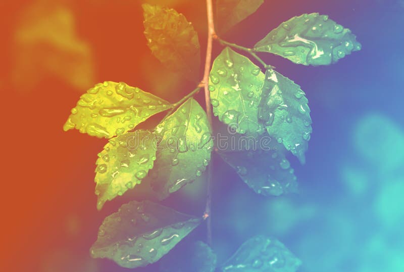 Green Leaves with Dew Drop Spring Nature Wallpaper Background Stock ...