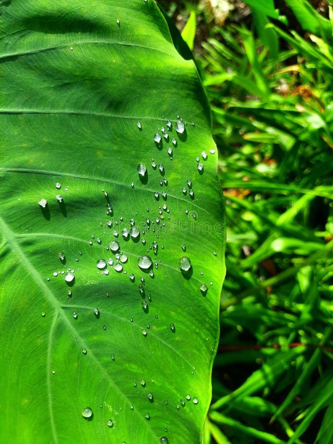 Green Leaves Dew Drops stock photo. Image of leaves - 258391984