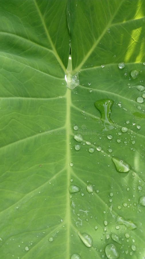 Jombang, East Java Indonesia on June 21, 2021-Pull Up and Chinning Up ...