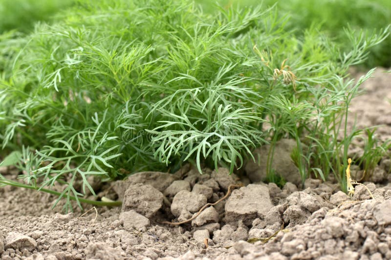 Green Leaves of Dill Grew in the Garden. Stock Image - Image of shoot ...