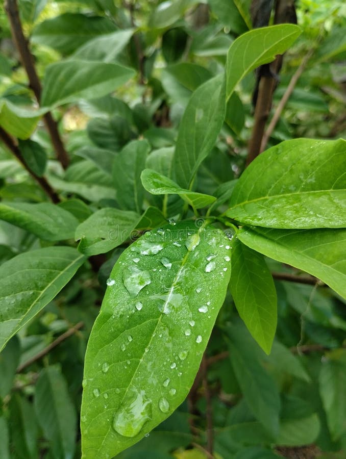 Green Leaves Dripping with Water in the Garden Stock Photo - Image of ...