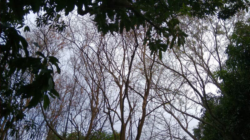 Leaves and Tree Branches Tangled Together. Stock Image - Image of fall ...