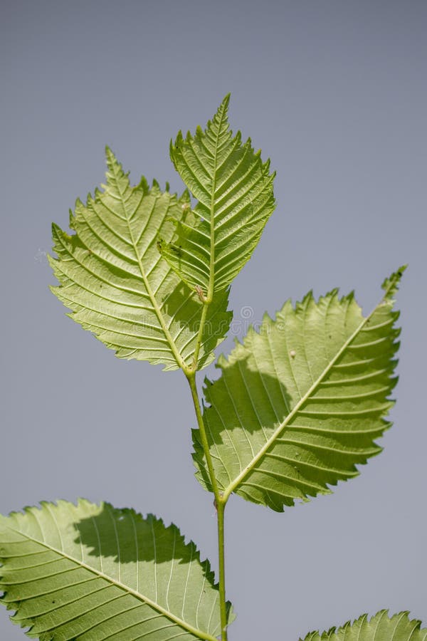 Green Leaves, Elm Tree, on a Background Stock Image - Image of organic ...