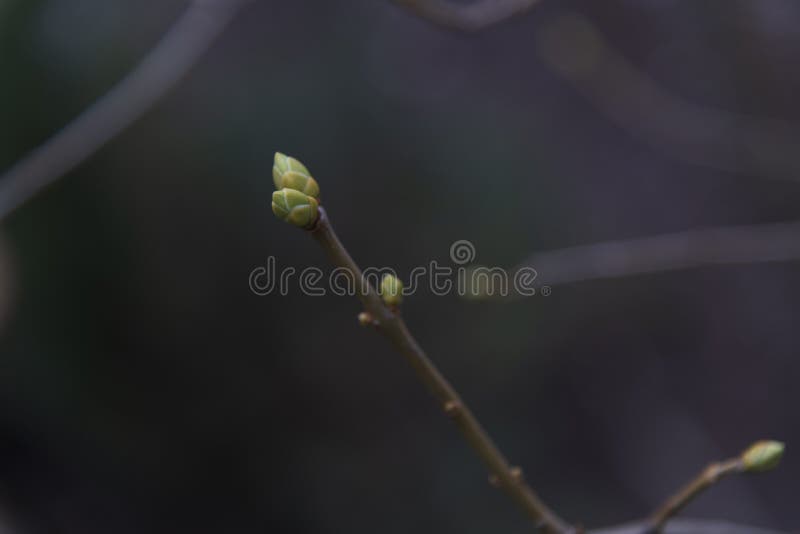 Green Leaves Emerges from Buds Stock Image - Image of ecology, green ...