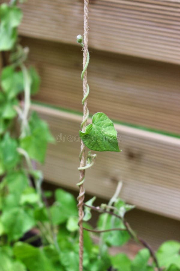 Green Leaves Entwind Around a Rope in Garden Stock Photo - Image of ...