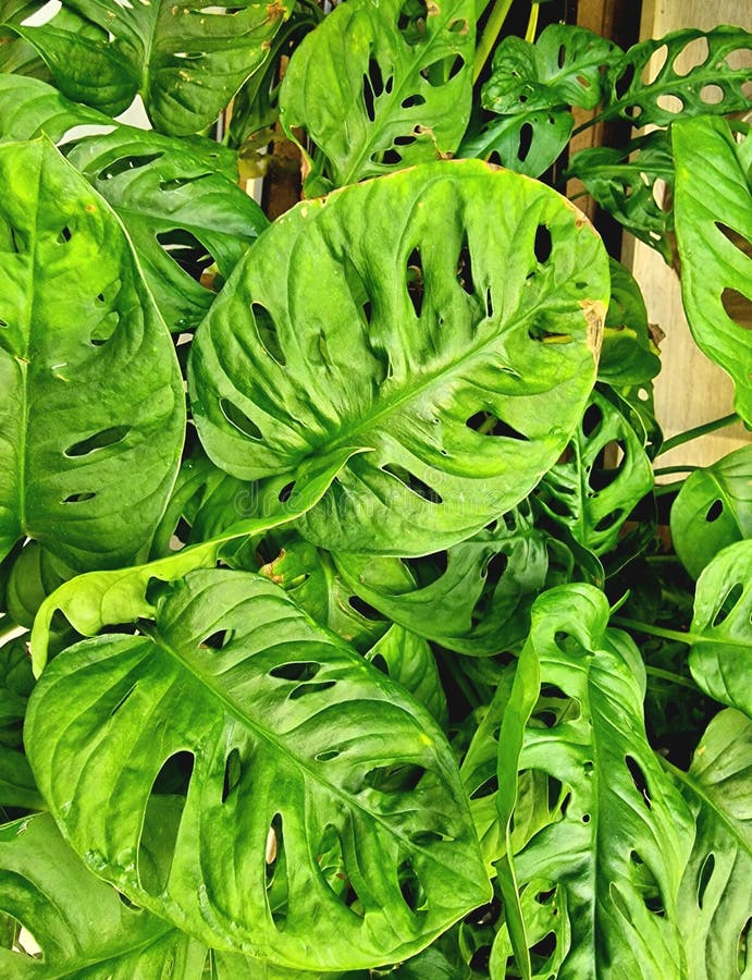 Green Leaves of Exotic Plants As Background, for Artists Stock Photo ...