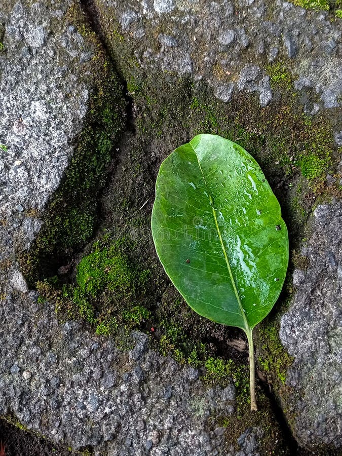 Green Leaves Fall after Rain and Moss Stock Photo - Image of moss ...