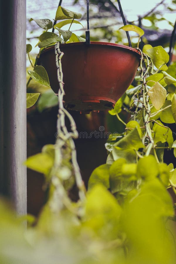Green Leaves Falling Out of Pot Stock Photo - Image of falling, hanging ...