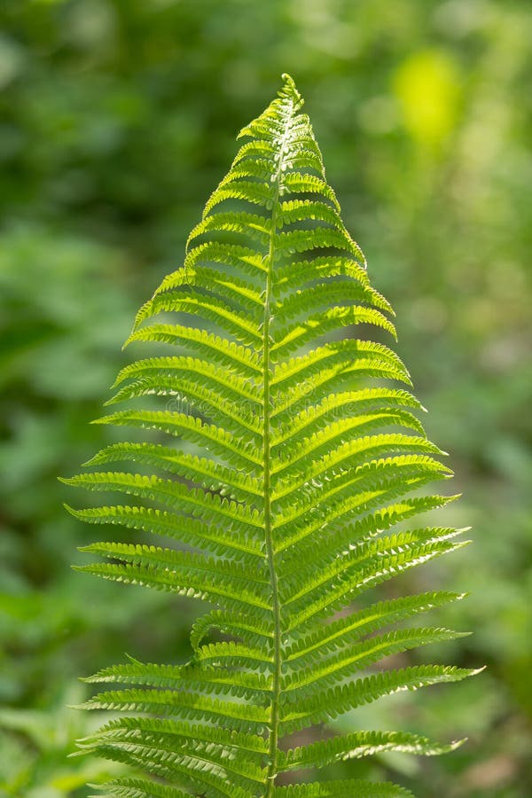 Fern Leaves Close Up. a Single Leaf of a Forest Fern Stock Image ...
