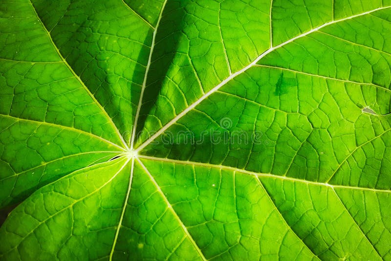 Green Leaves Fiber Texture stock image. Image of macro - 346986931