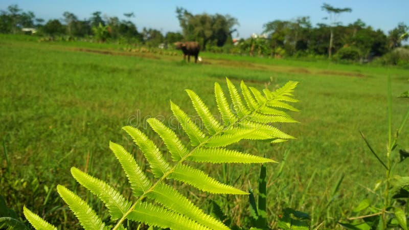 Green leaves in the field stock photo. Image of field - 188744666
