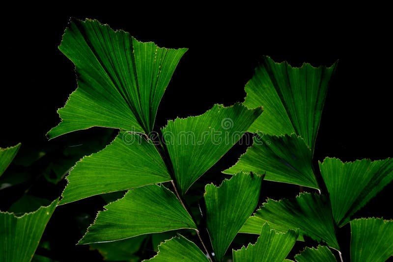 Fishtail palm seed stock photo. Image of caryota, forest - 33413986