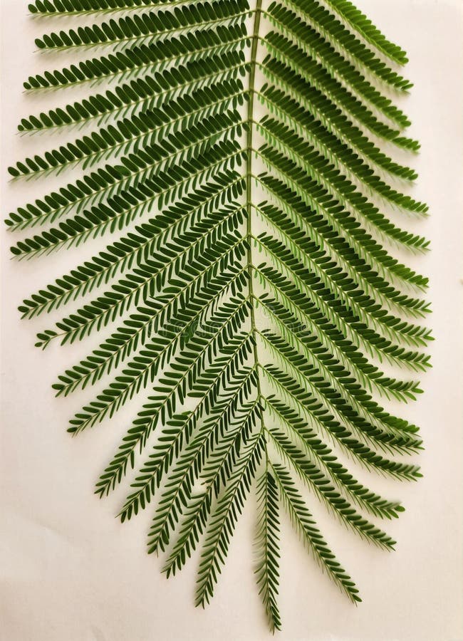 Green Leaves of a Flame Tree on a White Background, Close-up Stock ...