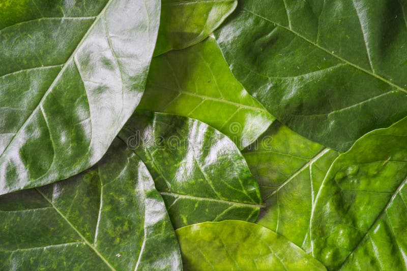 Green leaves stock image. Image of design, floor, backdrop - 77251445