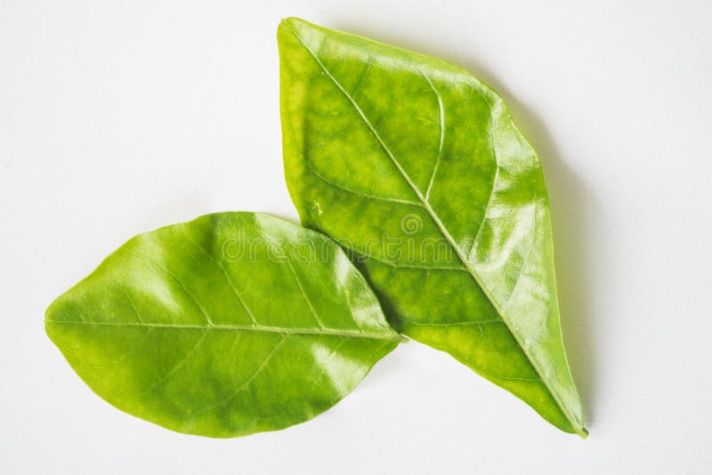 Green leaves stock photo. Image of abstract, color, fresh - 77251554