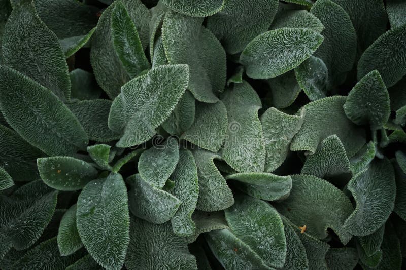Green Leaves with Texture Close Up Stock Image - Image of beautiful ... Green Leaves with Texture Close Up Stock Image - Image of beautiful ...