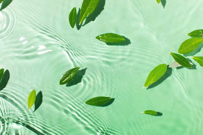 Green Leaves Floating on Rippling Water Surface Creating Tranquil ...