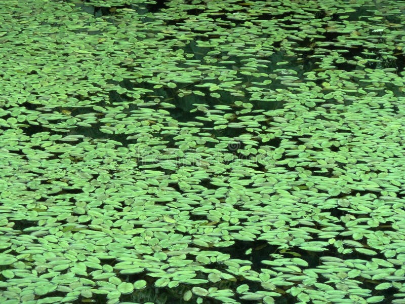 Green Leaves Floating on the Water Stock Image - Image of rain ...