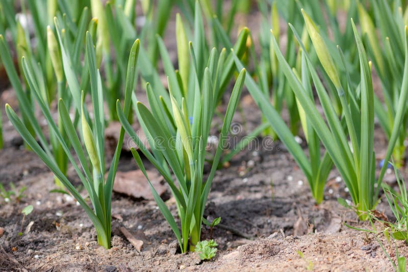 Flower sprouts in spring stock image. Image of beauty - 112195331