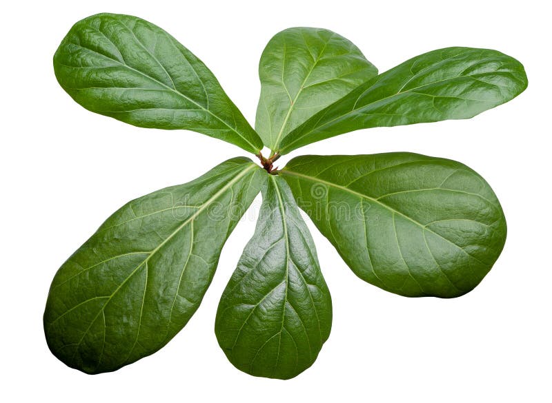 Green leaves of a flower stock photo. Image of botany - 229321600