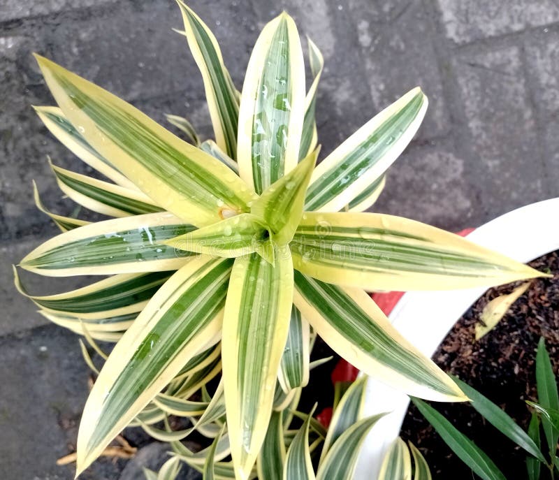 Green Leaves of Flowers are in Bloom Stock Image - Image of branch ...