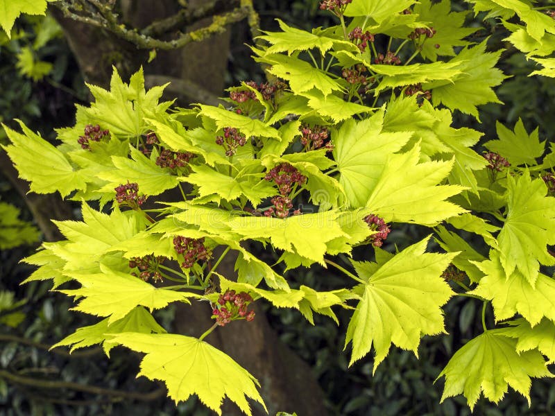 Green Leaves and Flowers on a Full Moon Maple Tree Stock Image - Image ...