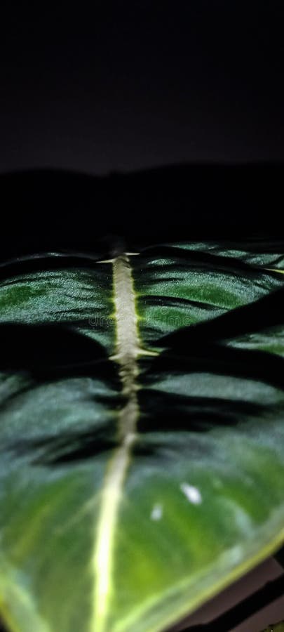 Green Leaves Flowers Plants Wallpaper Object Beautifull Stock Image ...