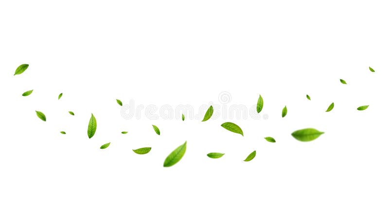 Green Leaves Fly with a Gust of Wind. Stock Vector - Illustration of ...