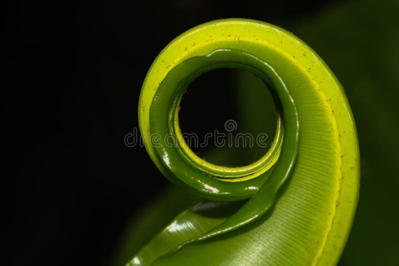 Green Leaves, Foliage Nature Spring Background Blank for Design Stock ...