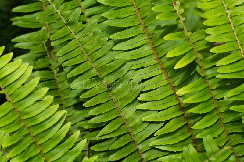 Green Leaves, Foliage Nature Spring Background Blank for Design Stock ...