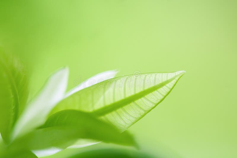 Green Leaves, Foliage Nature Spring Background Blank for Design Stock ...