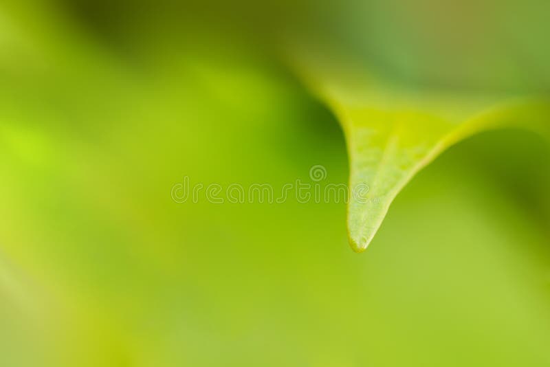 Green Leaves, Foliage Nature Spring Background Blank for Design Stock ...