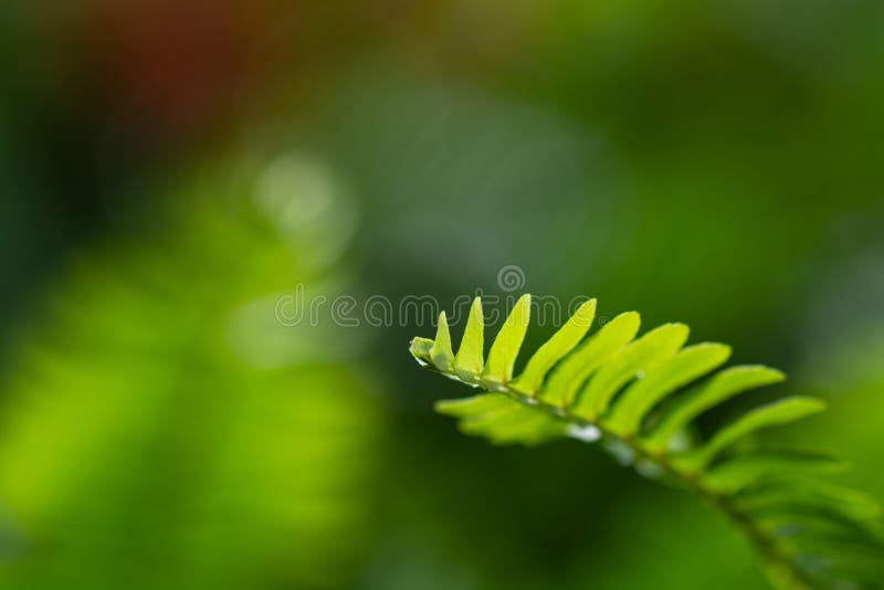 Green Leaves, Foliage Nature Spring Background Blank for Design Stock ...