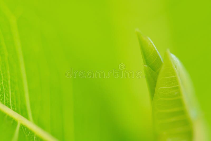Green Leaves, Foliage Nature Spring Background Blank for Design Stock ...