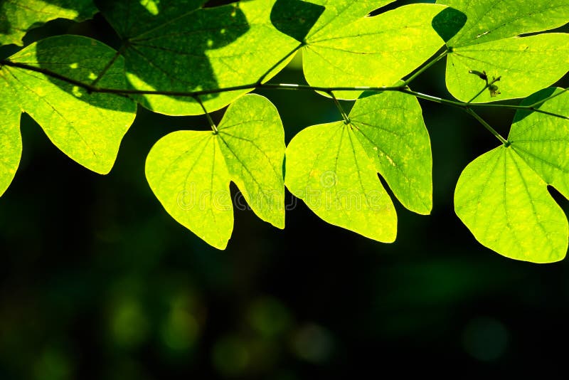 Leaves Brightened in Forest Stock Image - Image of closeup, wilderness ...