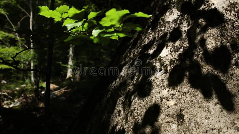 Green Leaves in the Forest. Shadow Tree Branch on a Stone Background ...