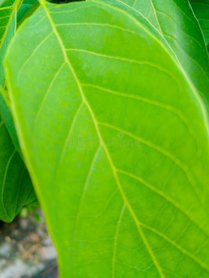 Green Leaves Form a Beautiful Background Pattern. Stock Image - Image ...
