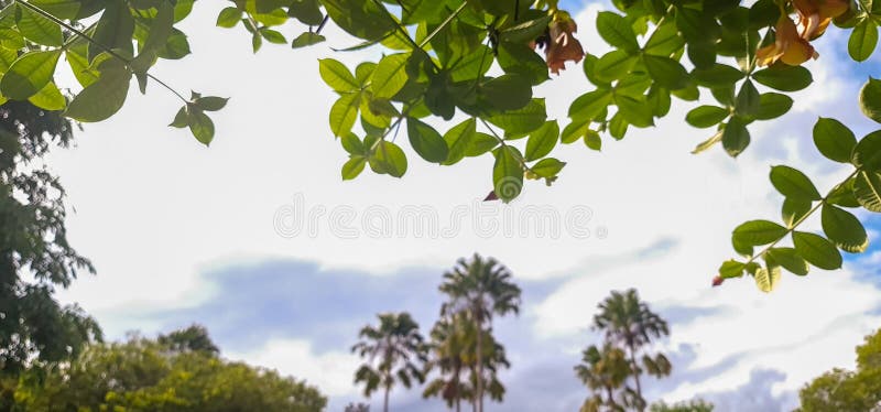 Green Leaves Form a Frame on Nature Stock Photo - Image of form, leaves ...