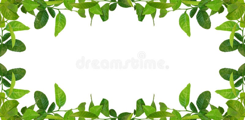 Green Leaves Frame Picture. Image: 16748529