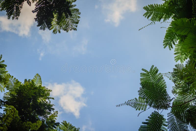 Green Leaves Frame with Dramatic Sky Background and Middle Copy Space ...