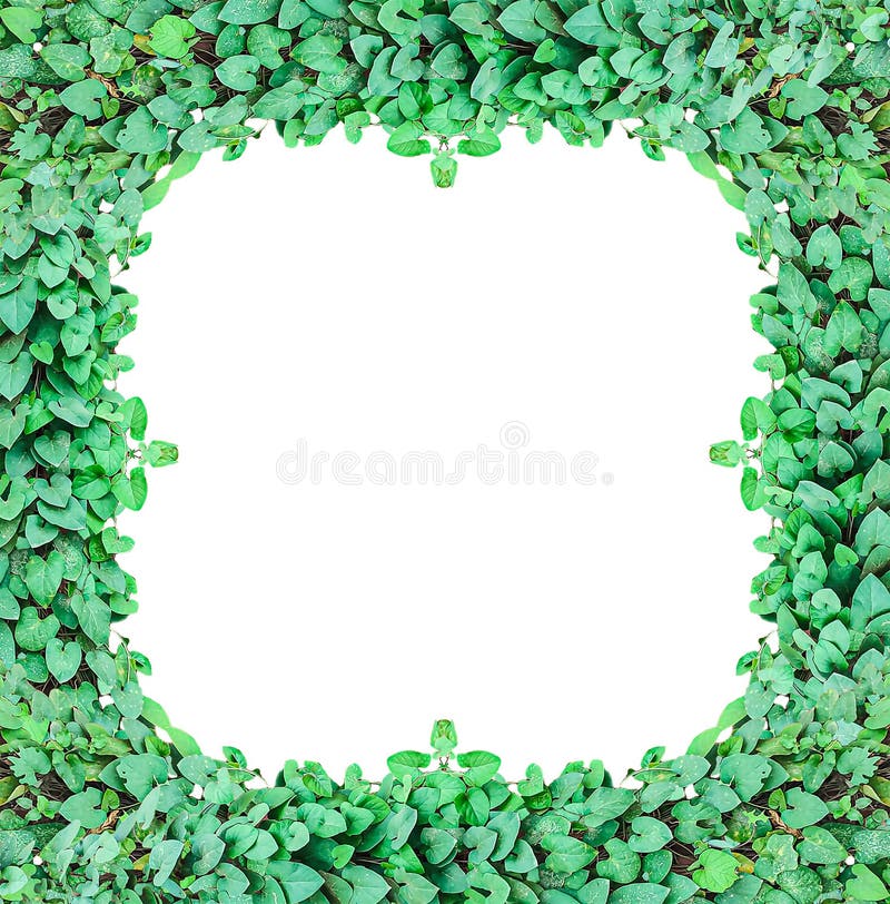 Green Leaves Frame, Green Ivy Leaves Frame on Transparent Background ...