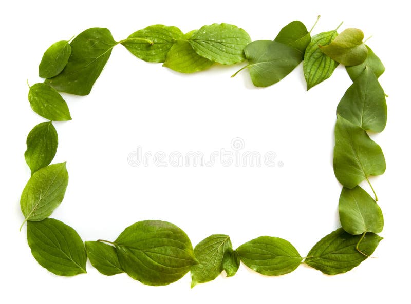 Green Leaves Frame for Your Text Stock Photo - Image of frame, template ...