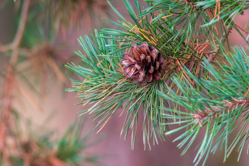 Green Leaves at a Fresh Branch Stock Image - Image of forest, flora ...