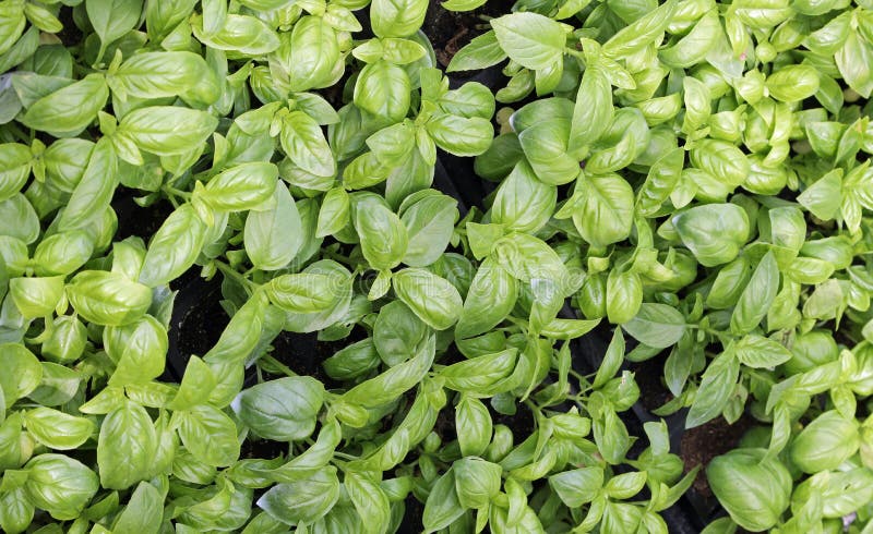 Green Leaves of Fresh Fragrant Basil Stock Image - Image of herb ...