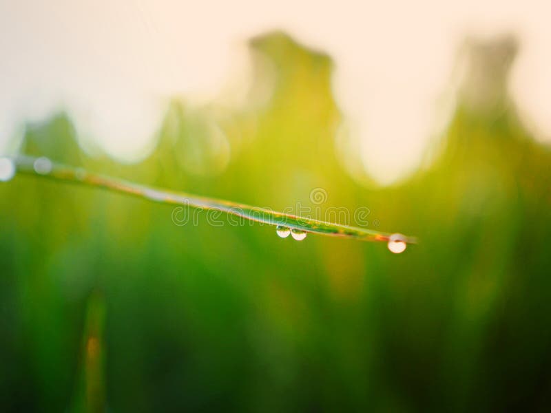 Green Leaves of Fresh Rice in the Nature for Nature Background Stock ...