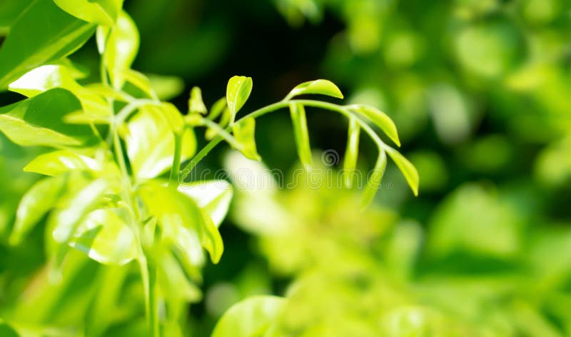 Green Leaves Fresh Spring Nature Background Stock Image - Image of ...