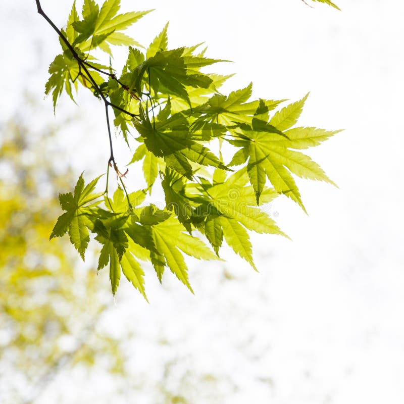 Green leaves stock photo. Image of spring, forest, nature - 31356922