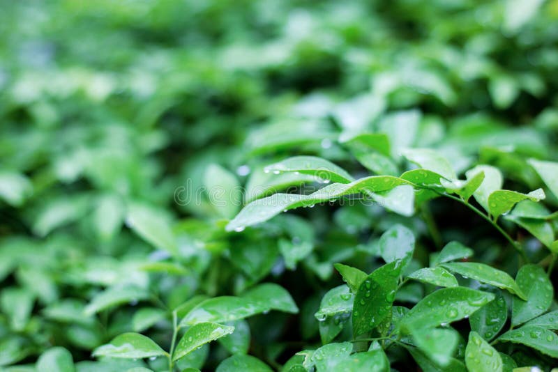 Green leaves of freshness stock photo. Image of grow - 206524066