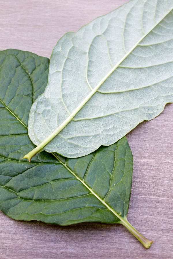 Green Leaves stock photo. Image of green, back, natural - 33397868