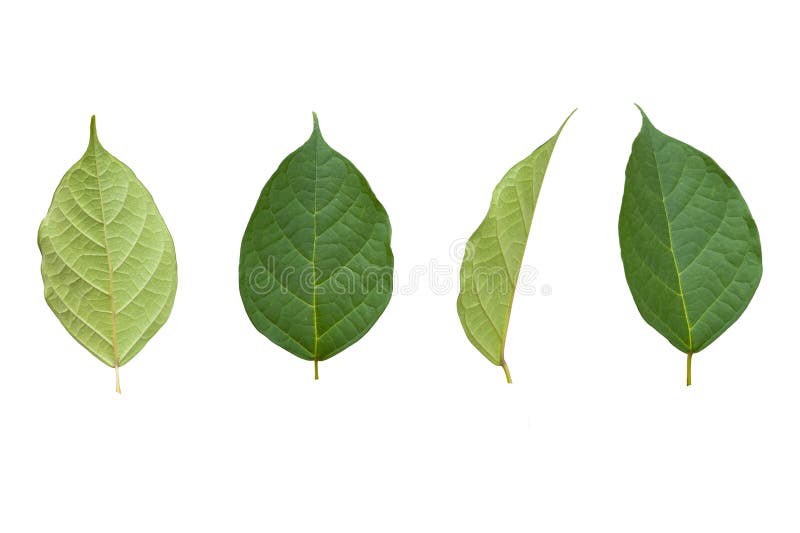 Green Leaves Front, Back, Sides, Isolated on White Background Stock ...